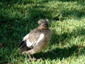 Winds tipping baby magpies from nests: WIRES - ABC News