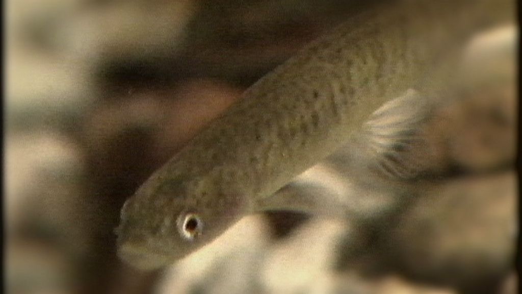 Back from the brink - ABC News