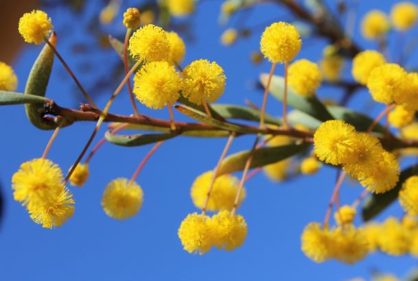 There's more to wattles than meets the eye - ABC listen