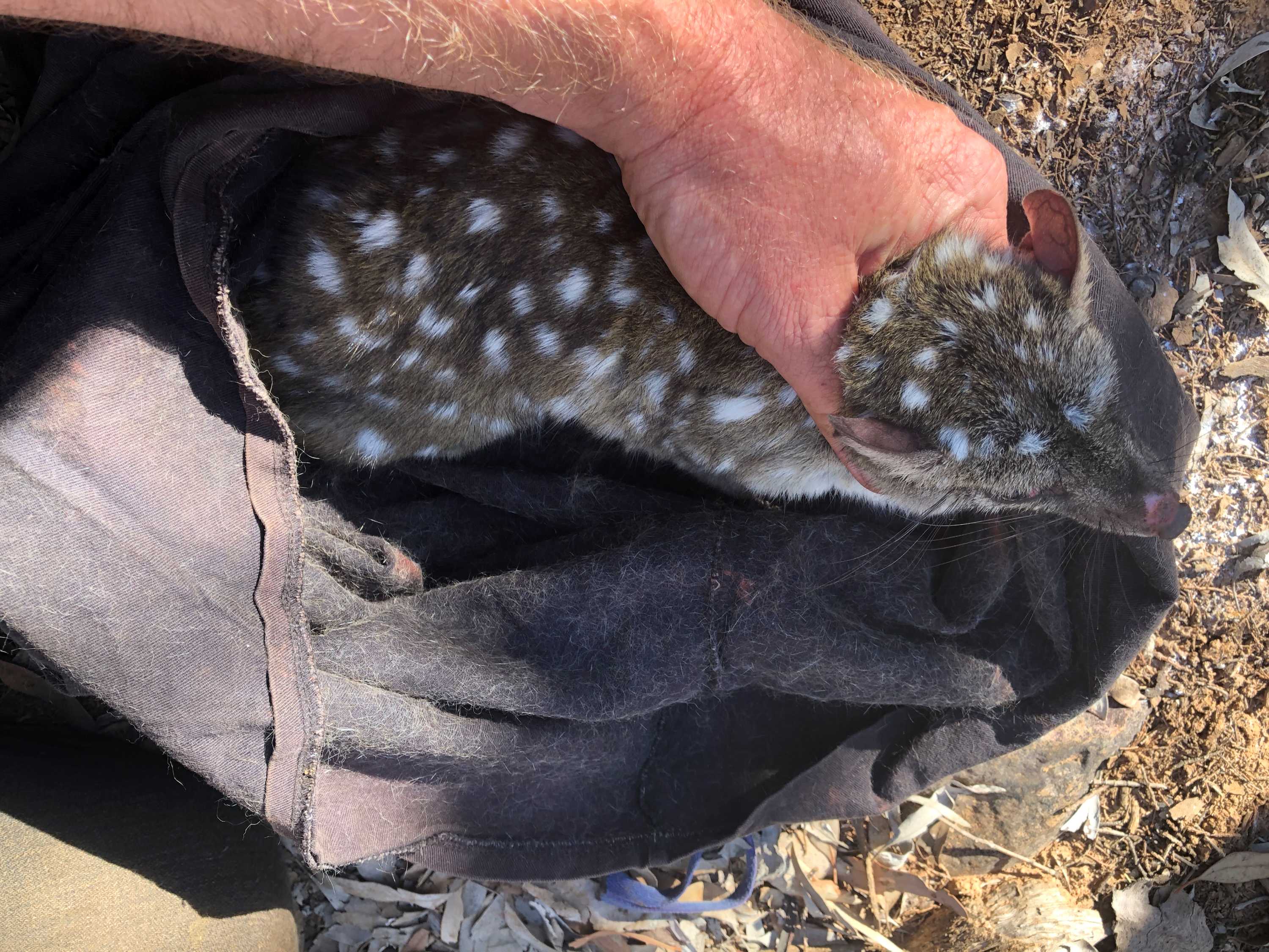 A western quoll is released to the wild - ABC News