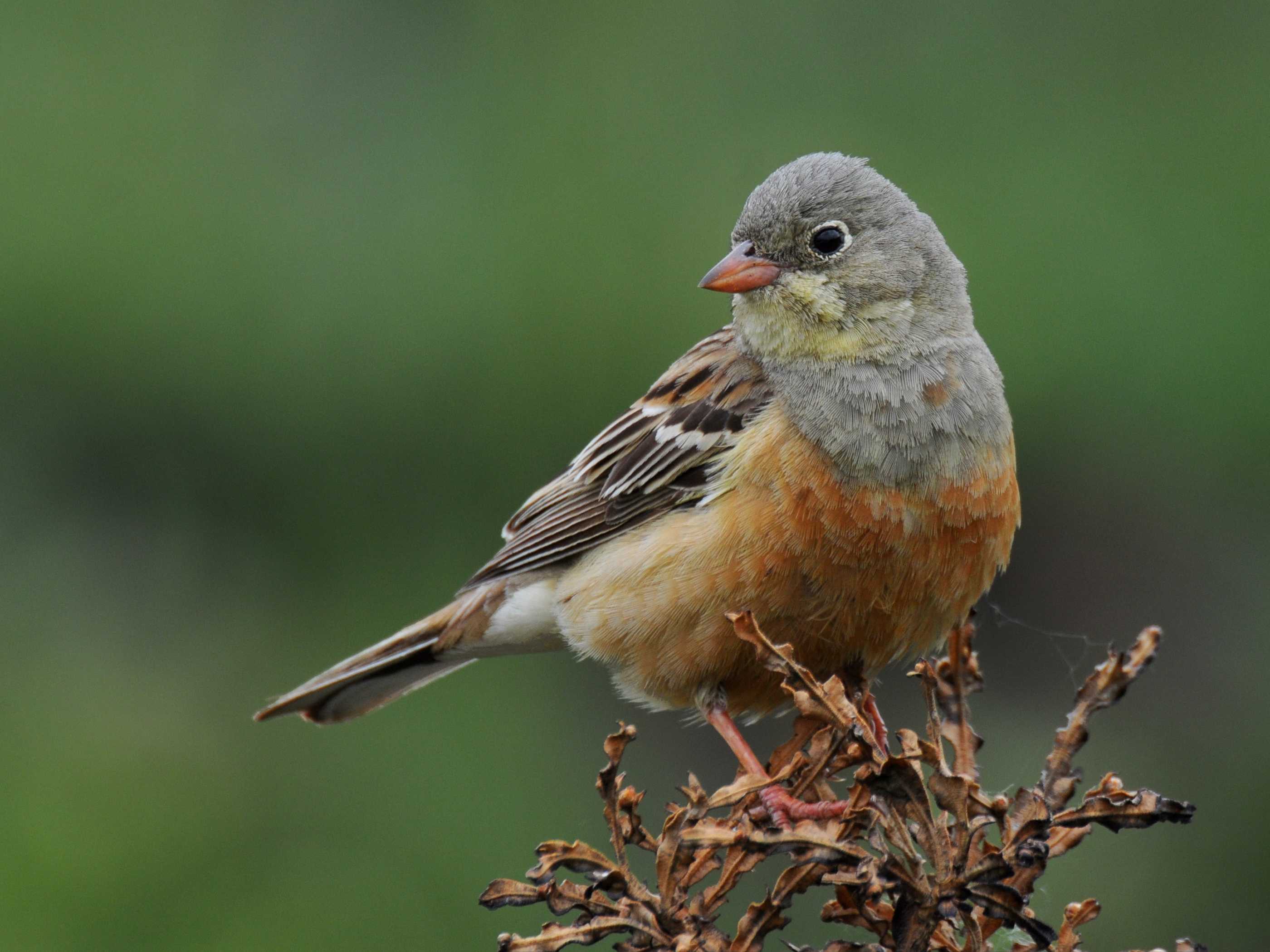 French chefs seek to put banned songbird called ortolan back on menu ...