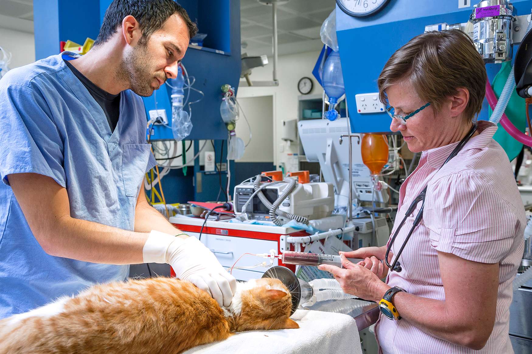 Cat community blood bank set up as number of felines requiring ...