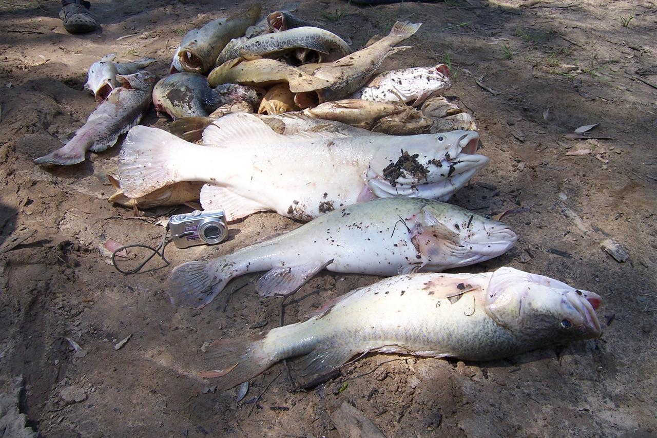 Residents threaten fish kill dumping - ABC News