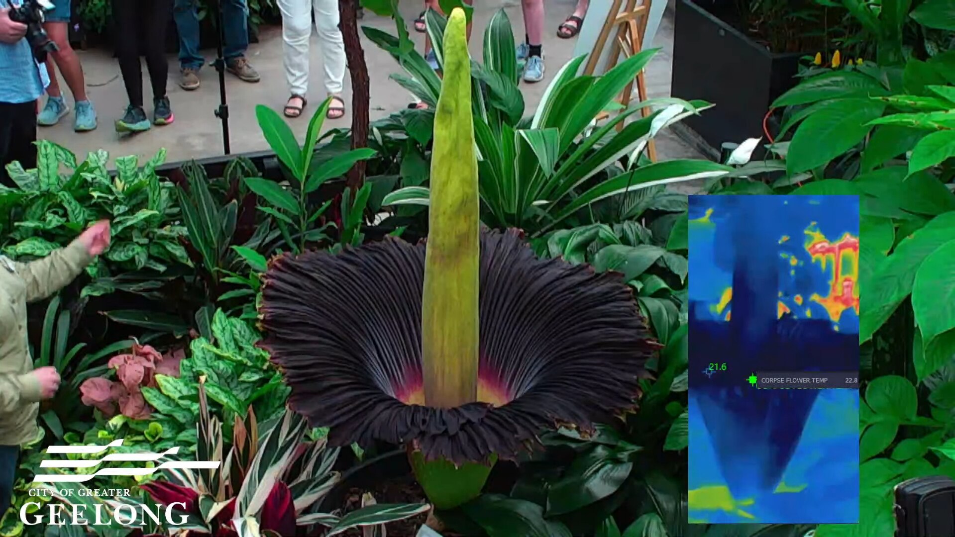 Geelong Botanic Gardens Corpse Flower blooms for the first time in ten ...