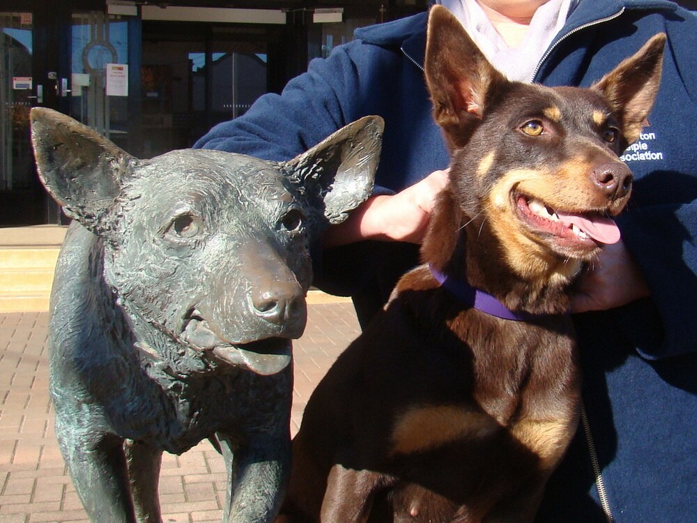 Casterton prepares to celebrate the kelpie at the 20th annual Kelpie ...