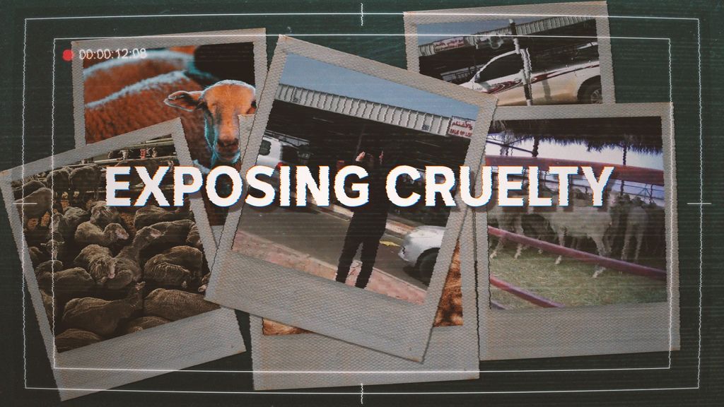 Exposing Australia’s live export shame - ABC News