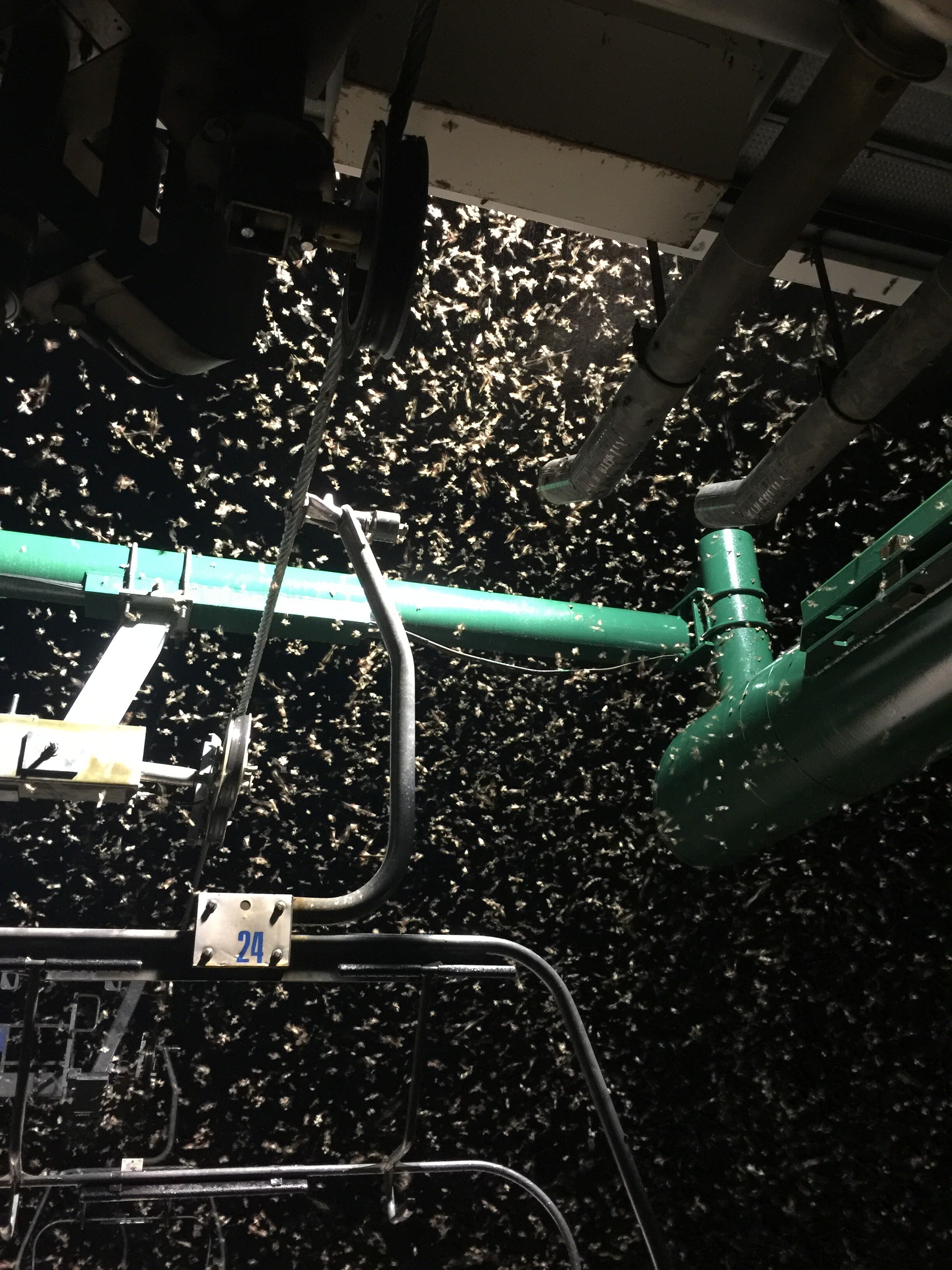 Scientists in wait for mysterious mega bogong moth annual migration ...