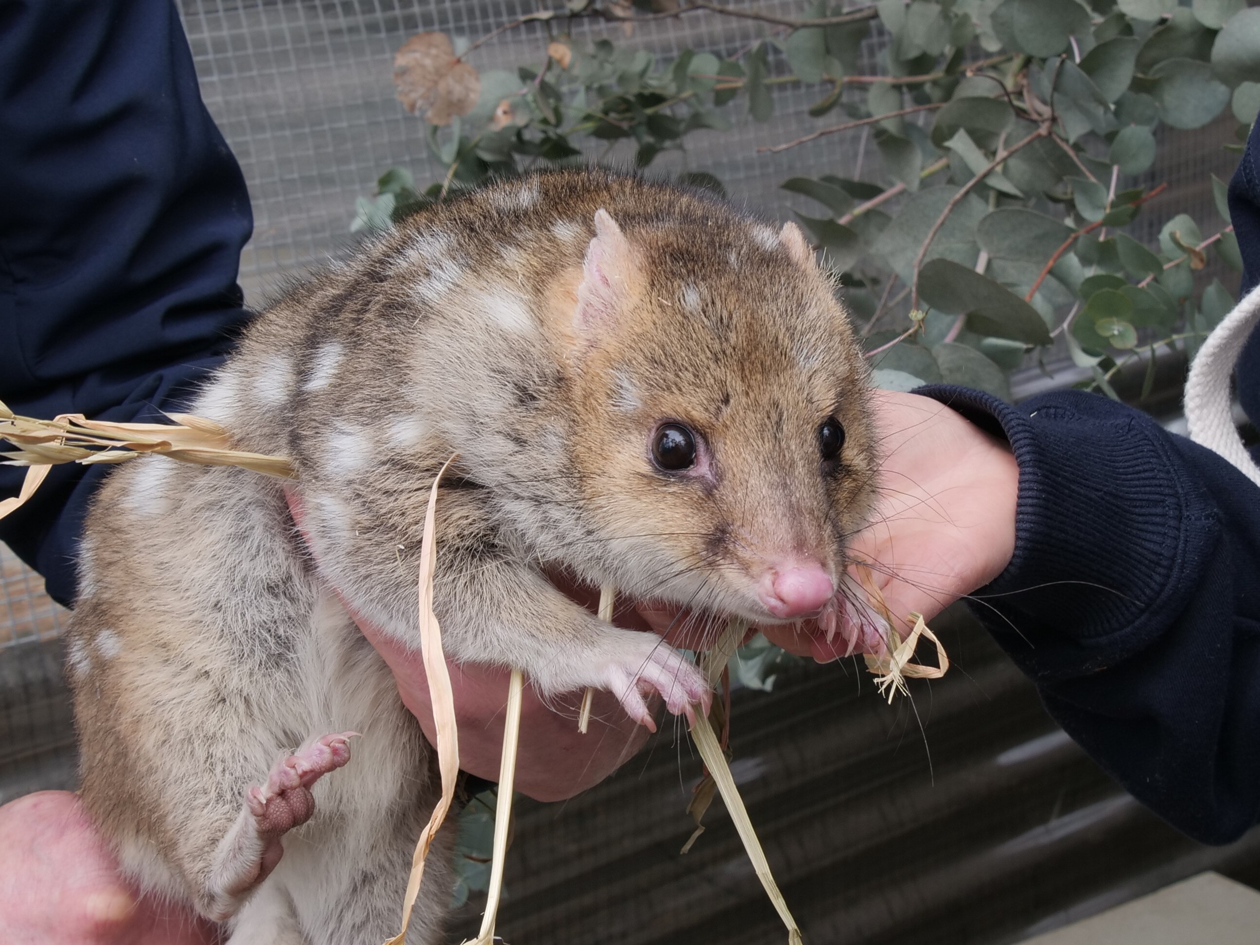 Eastern quoll to be reintroduced to Bathurst as breeding program begins ...