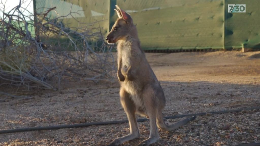 Saving our kangaroos – one joey at a time - ABC News