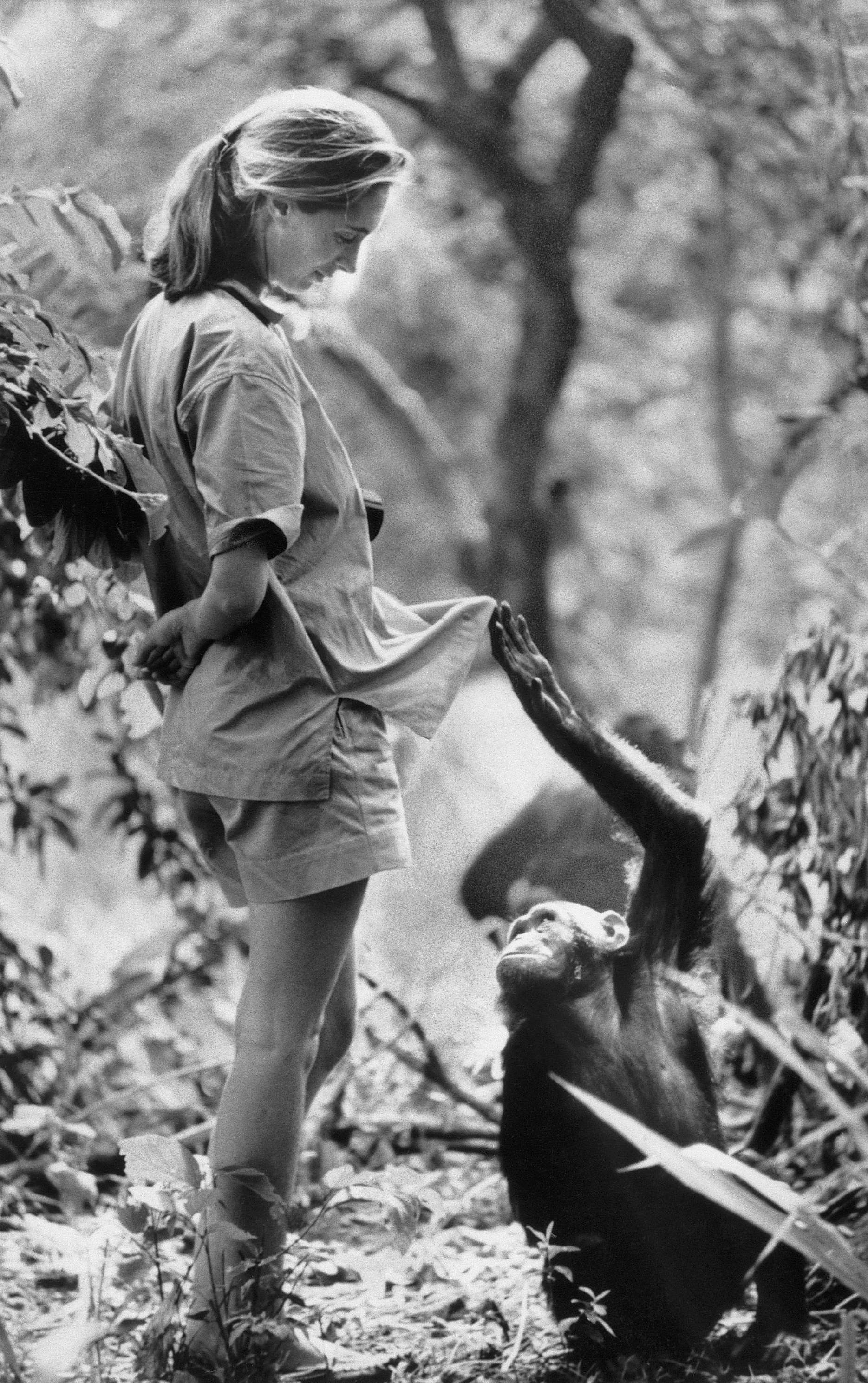 How Jane Goodall's chimpanzee research led to the modern animal rights ...