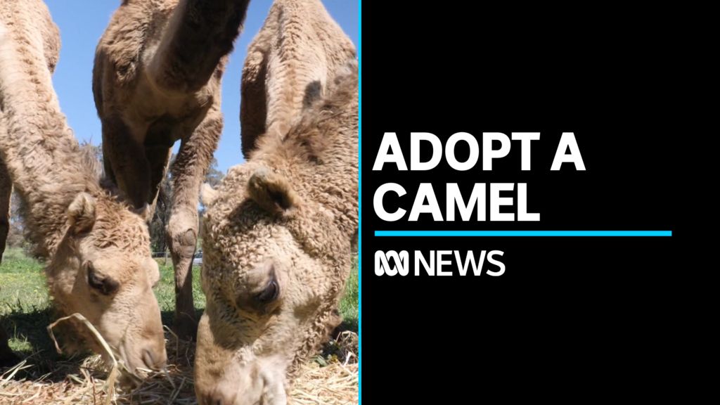 Camel adoptions on the cards due to increased demand for camel milk ...