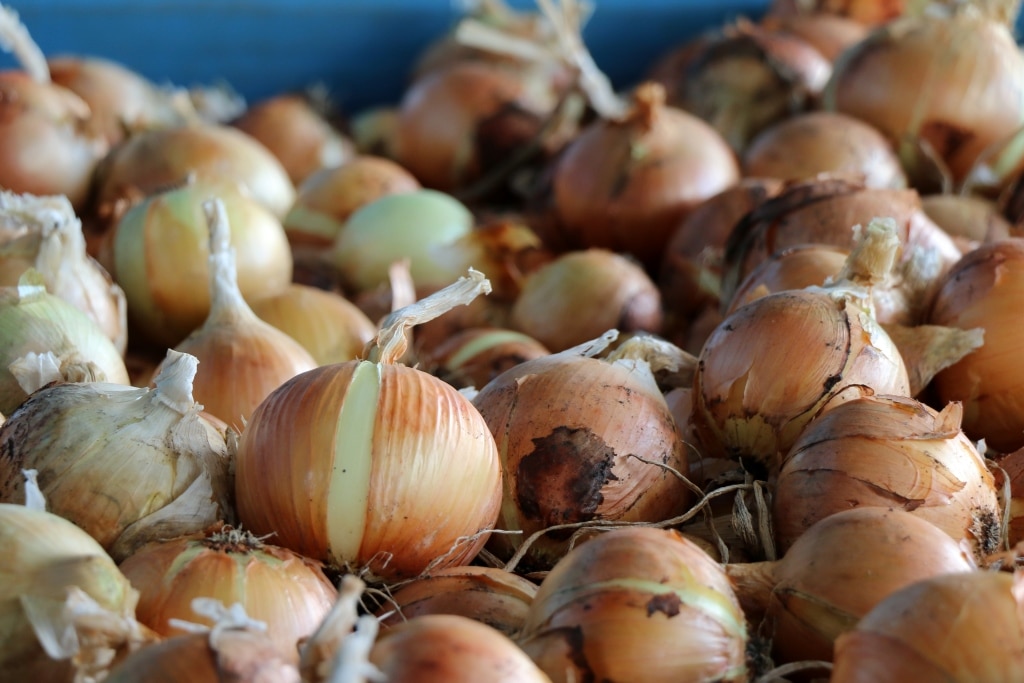 Onion theory: how a simple vegetable punched above its weight in PNG ...