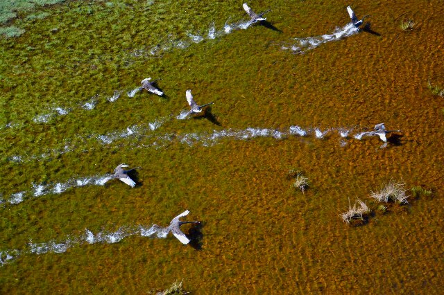 Everlasting Swamp National Park created on NSW north coast - ABC News