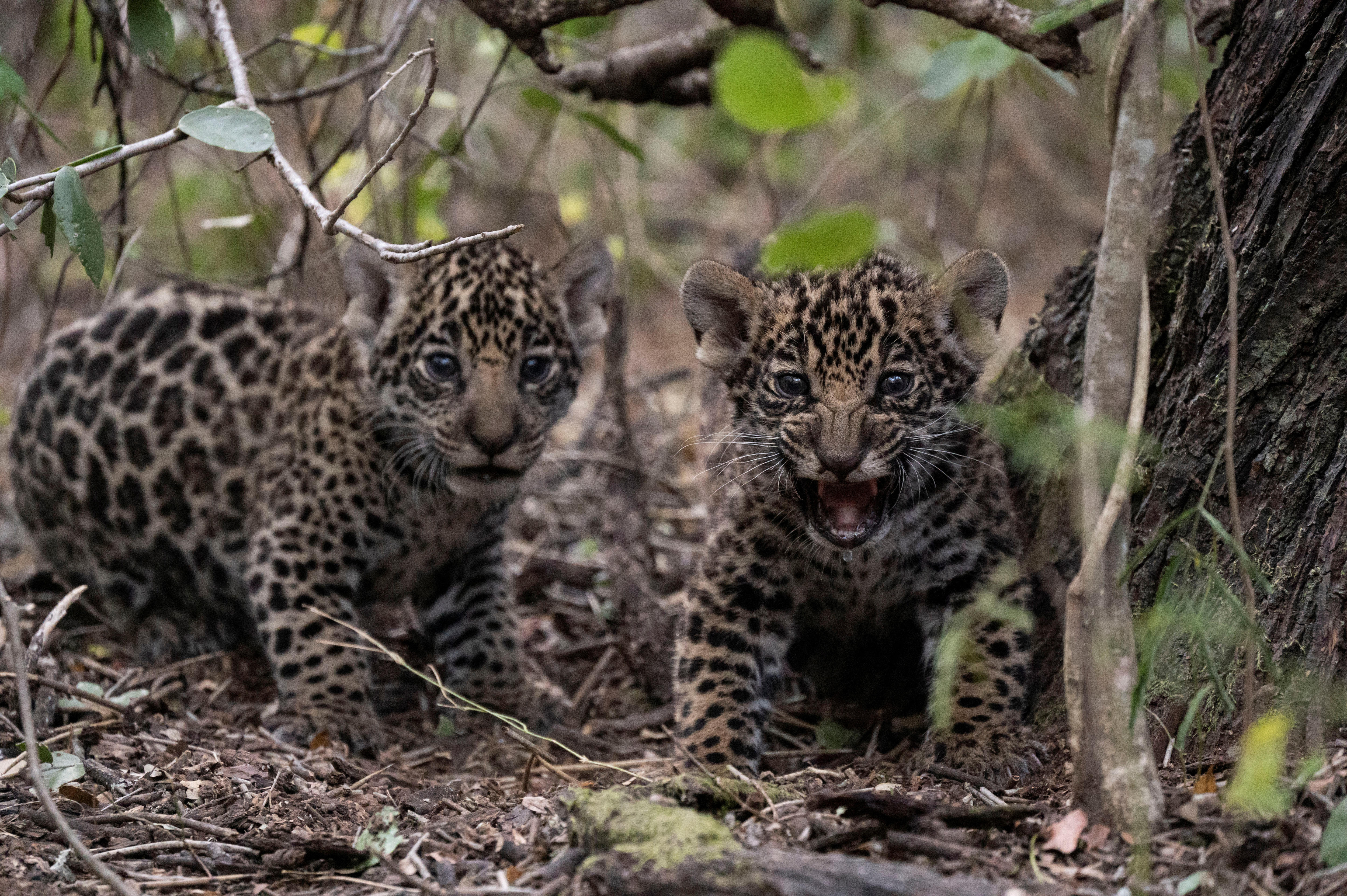 Jaguar cubs released into Argentina's Ibera National Park after ...