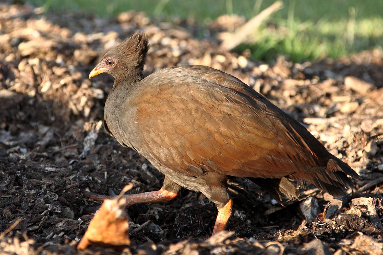 The secret lives of Darwin's bush chooks - ABC listen