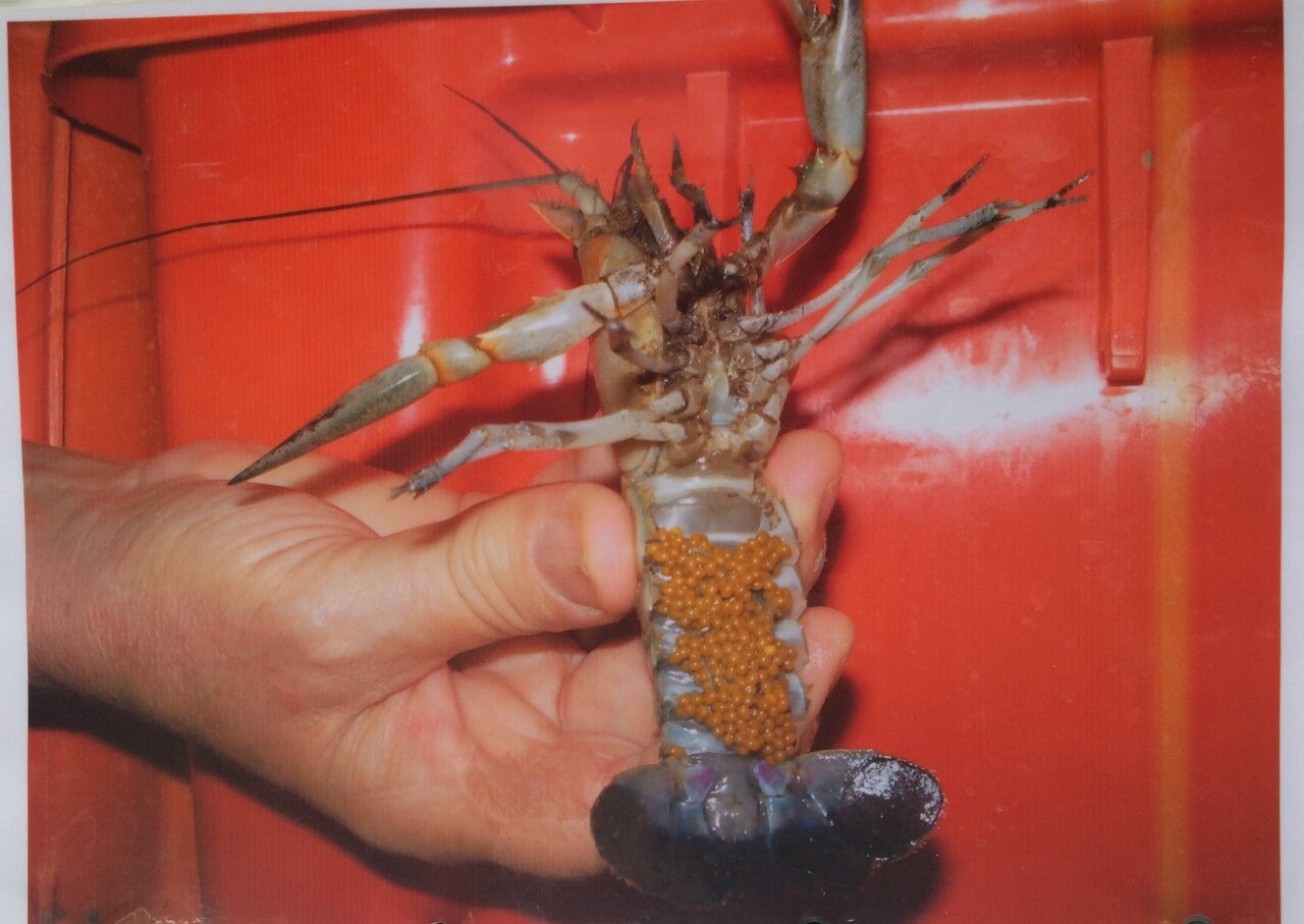 Red claw crayfish farmer from north-west Queensland calls it a day ...