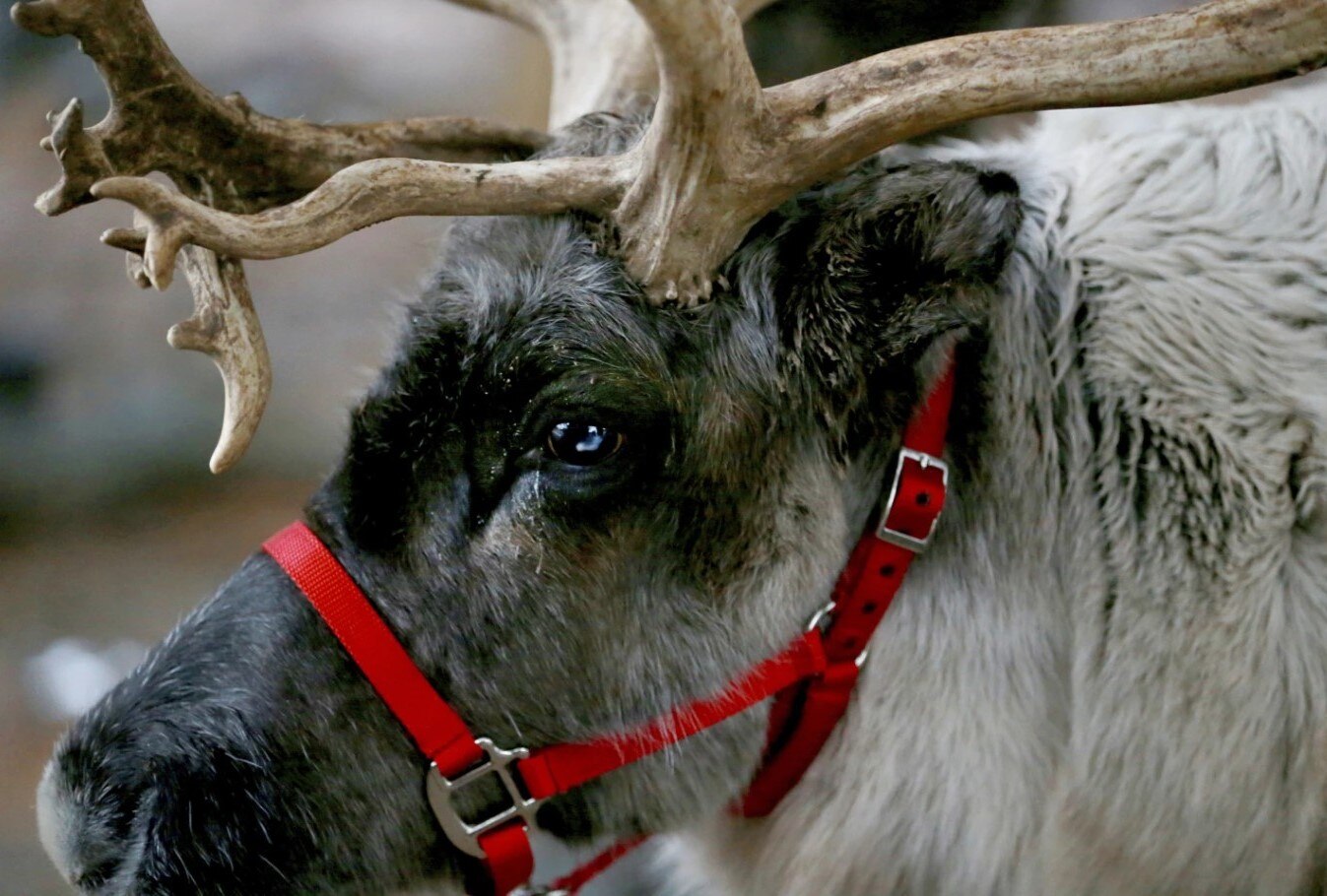 Reindeer are famous for pulling Santa's sleigh, but it's their ability ...