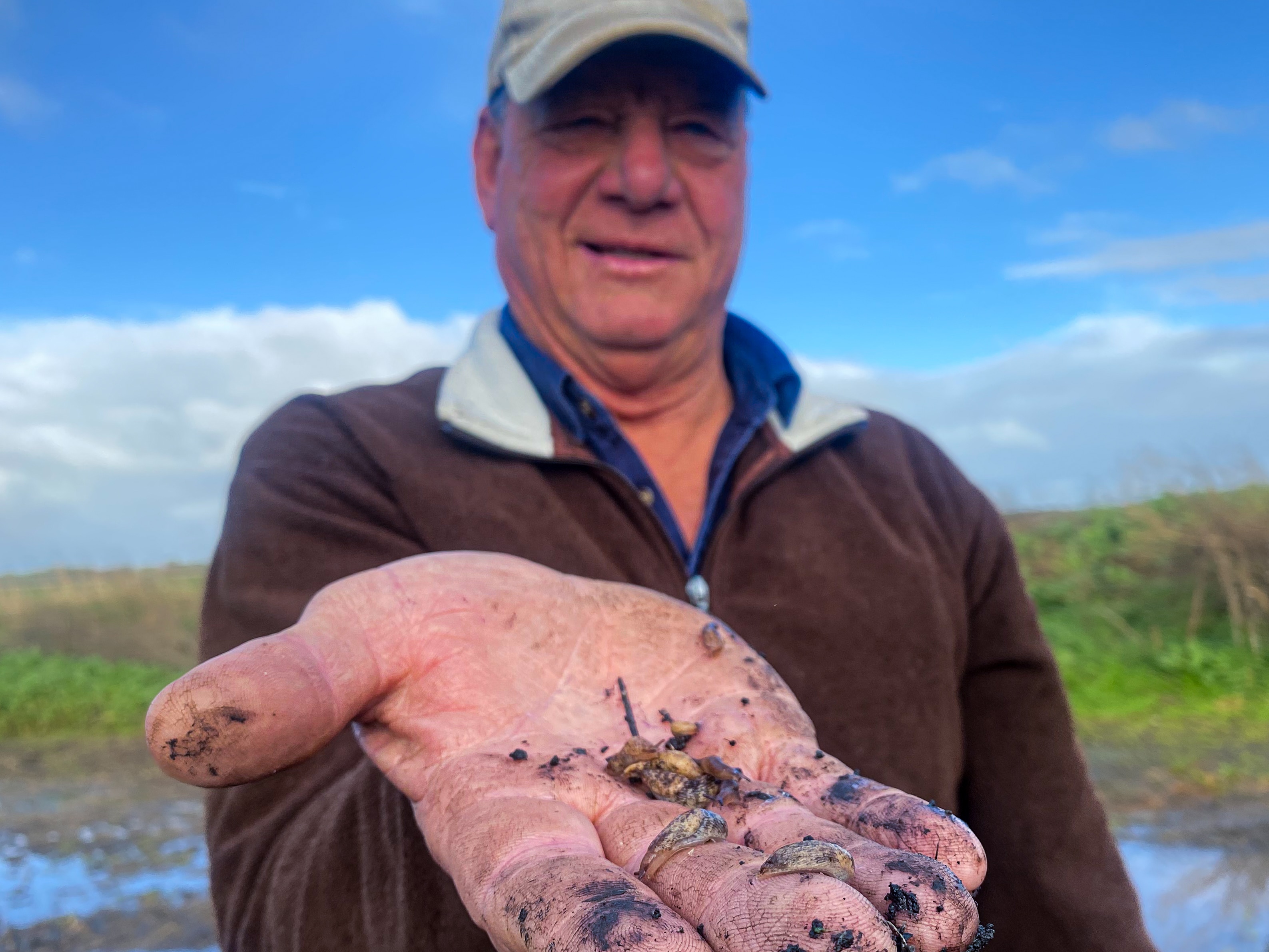 Slug numbers increase across south-eastern Australia thanks to triple ...