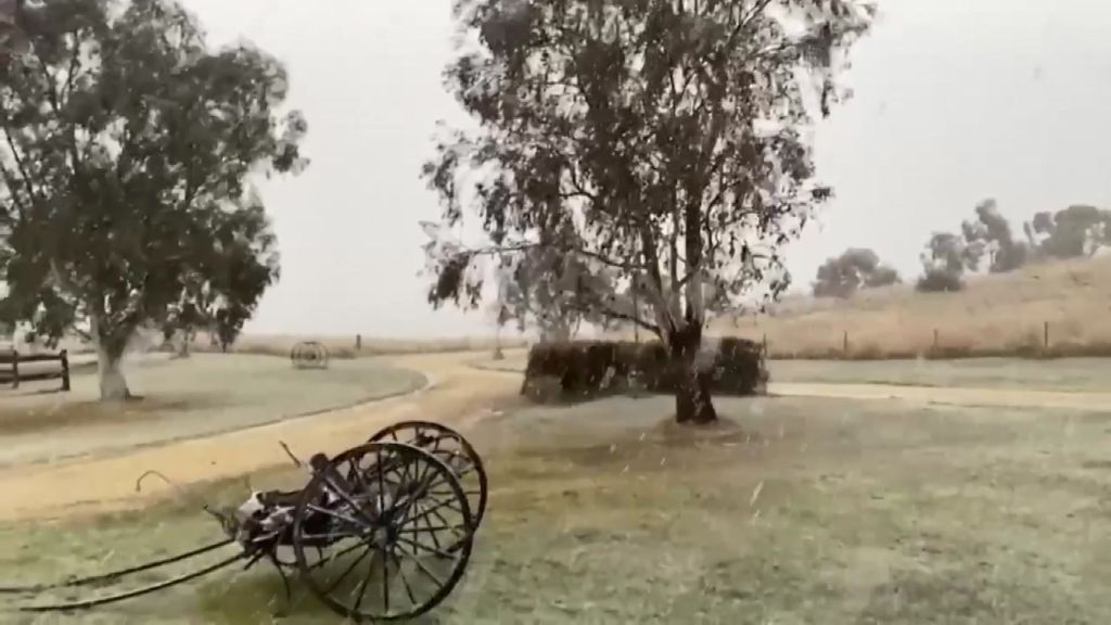 Snow falls across NSW Snowy Mountains - ABC News