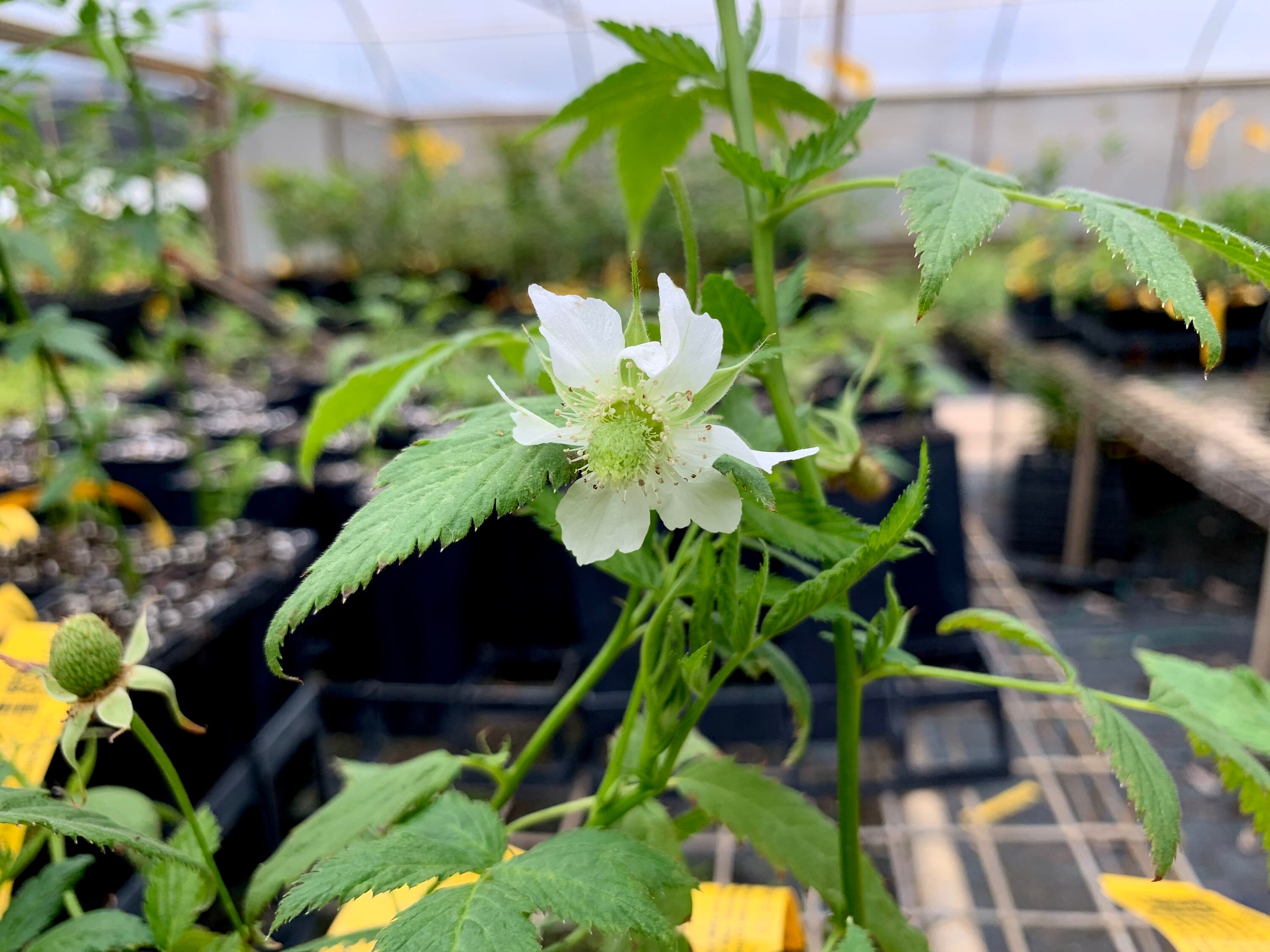 Thornless native raspberry discovery a game-changer for native food ...