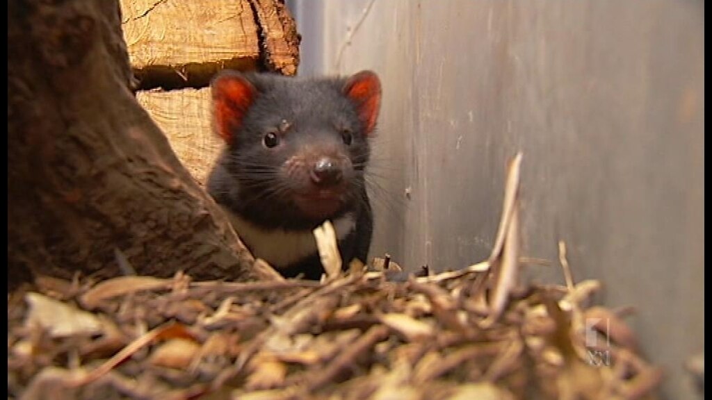 Devil breeding efforts meeting with success - ABC News