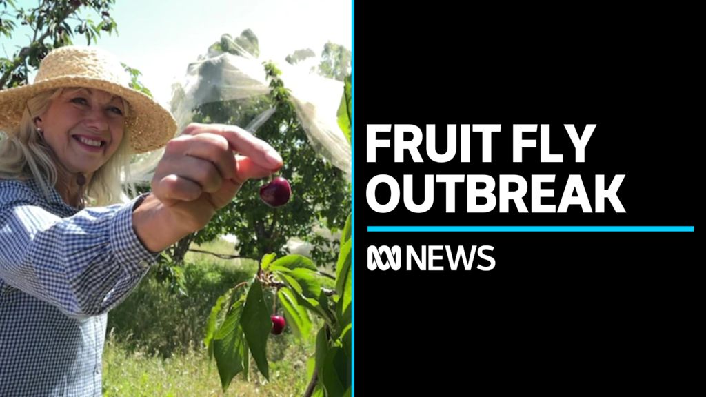 Fruit fly outbreak forces families to dispose of backyard fruit - ABC News