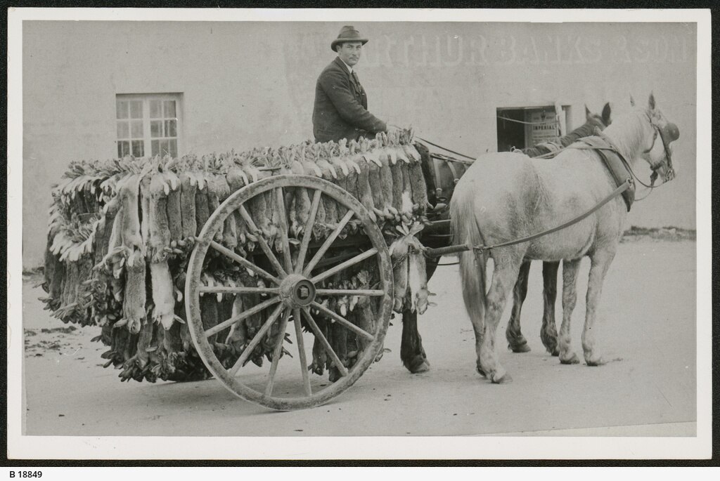 Canned rabbit, once a dinnertime delicacy, now consigned to the burrows ...