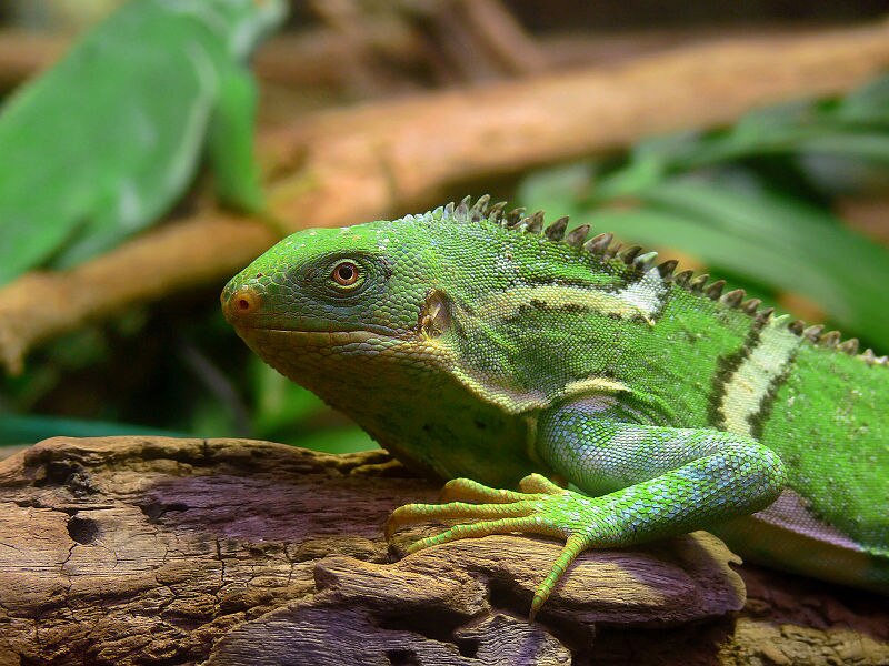 Rare iguana species discovered through The Blue Lagoon faces a new ...