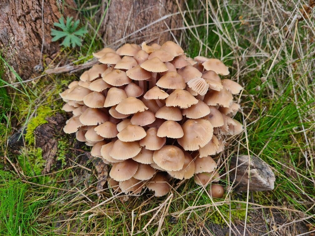 What do you know about fungi and lichens in the ACT? CSIRO's Dr Oliver ...