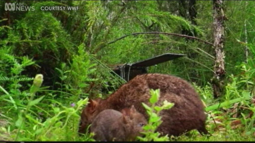 Signs of hope for mainland quokka population - ABC News