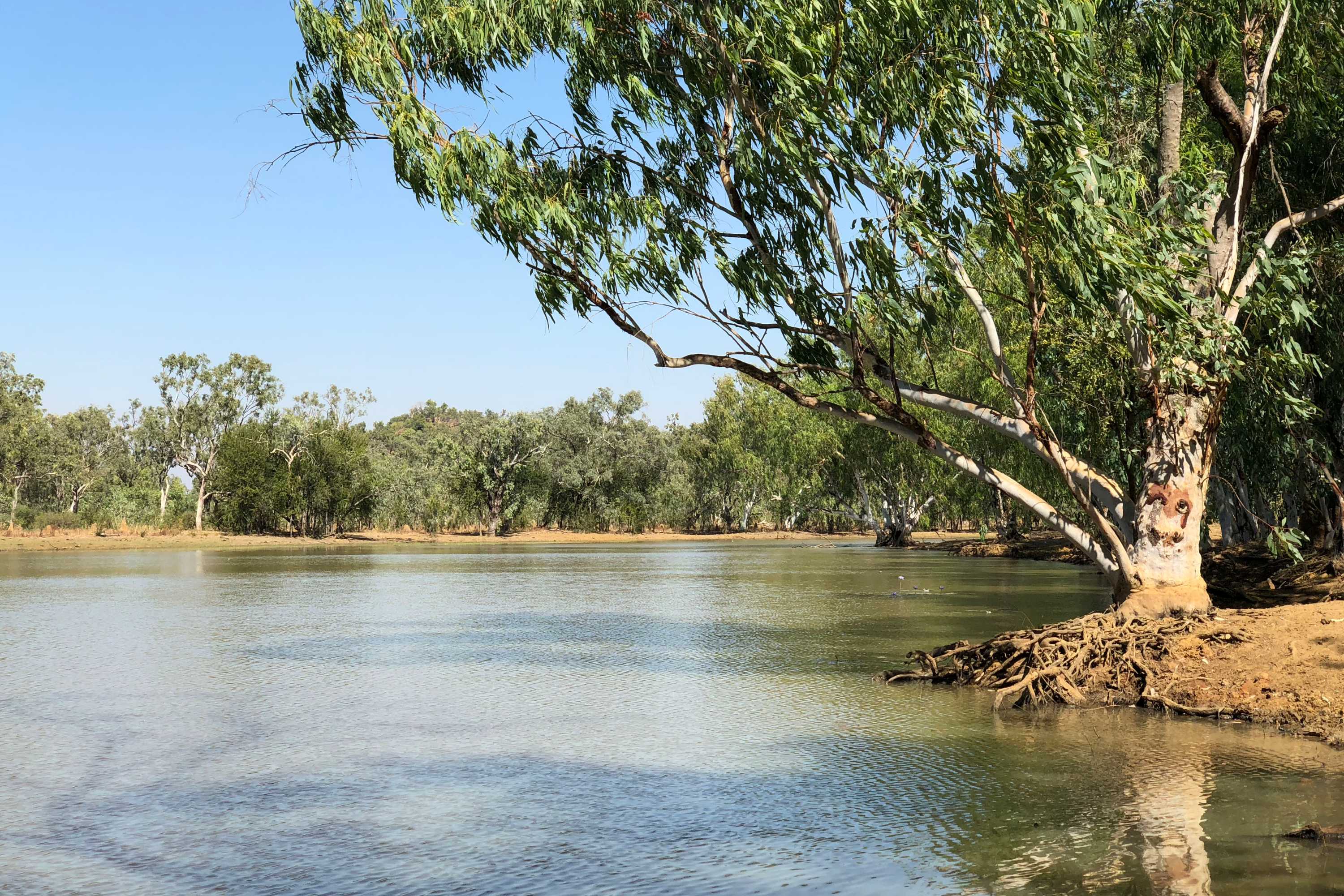 South African Langenhoven family buys second cattle station in Northern ...