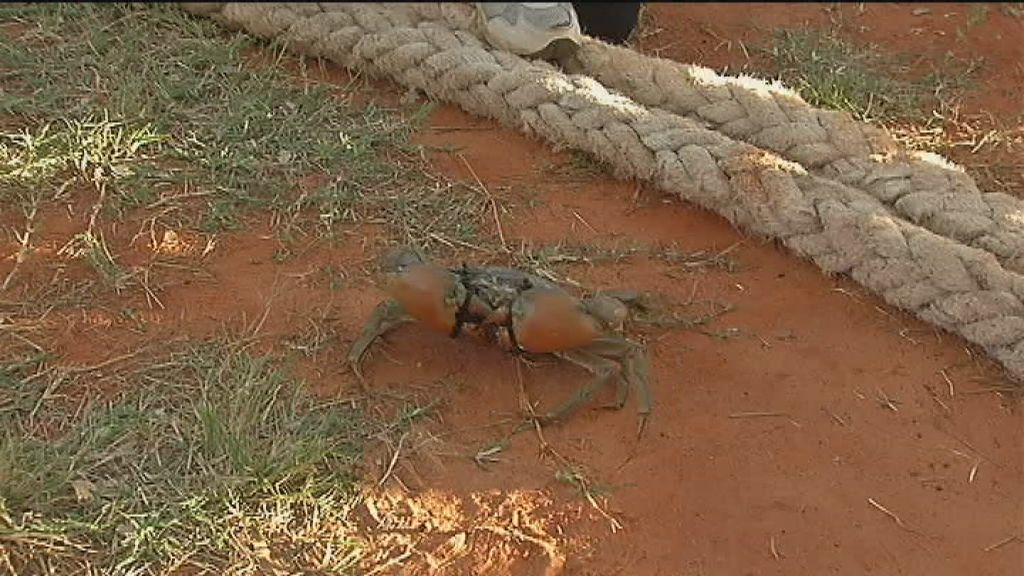 Crab racing draws crowds - ABC News