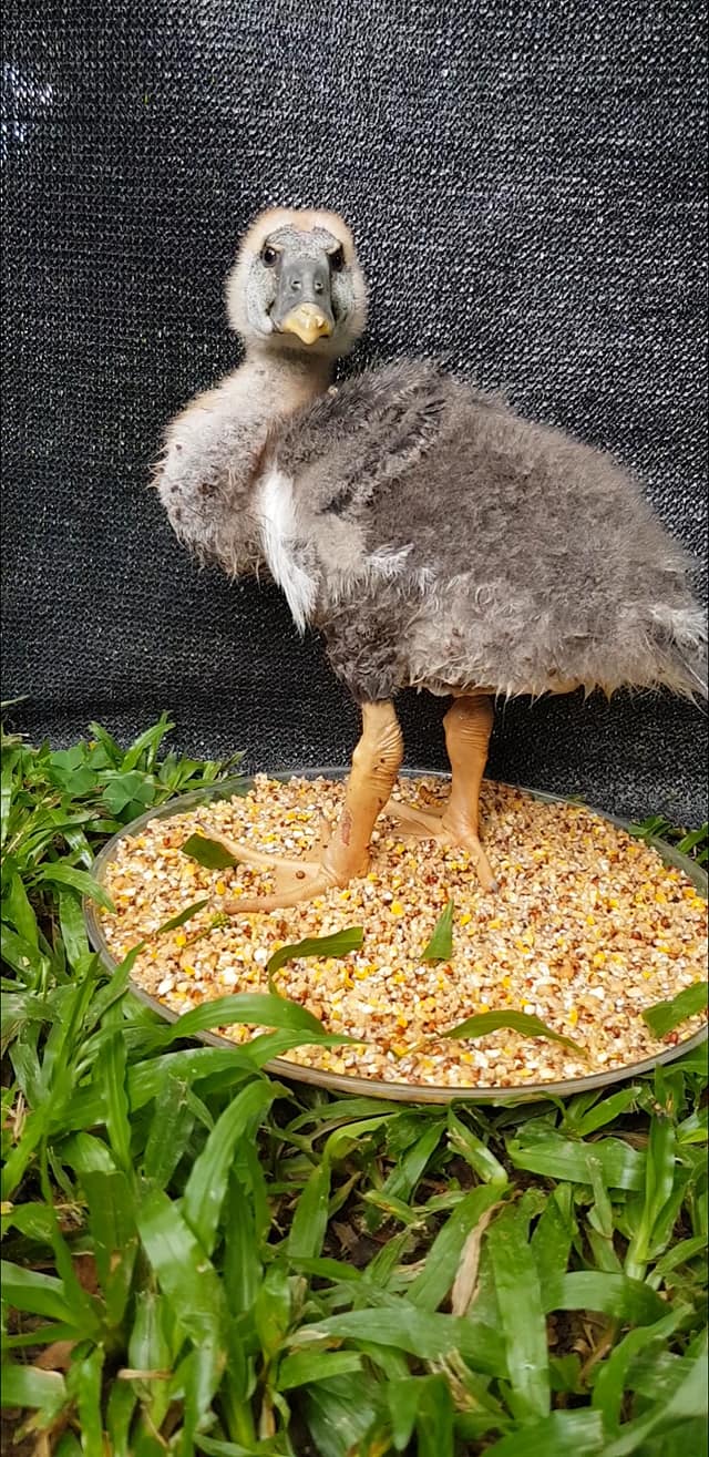 Magpie goose gosling killed in alleged animal cruelty incident in Far ...