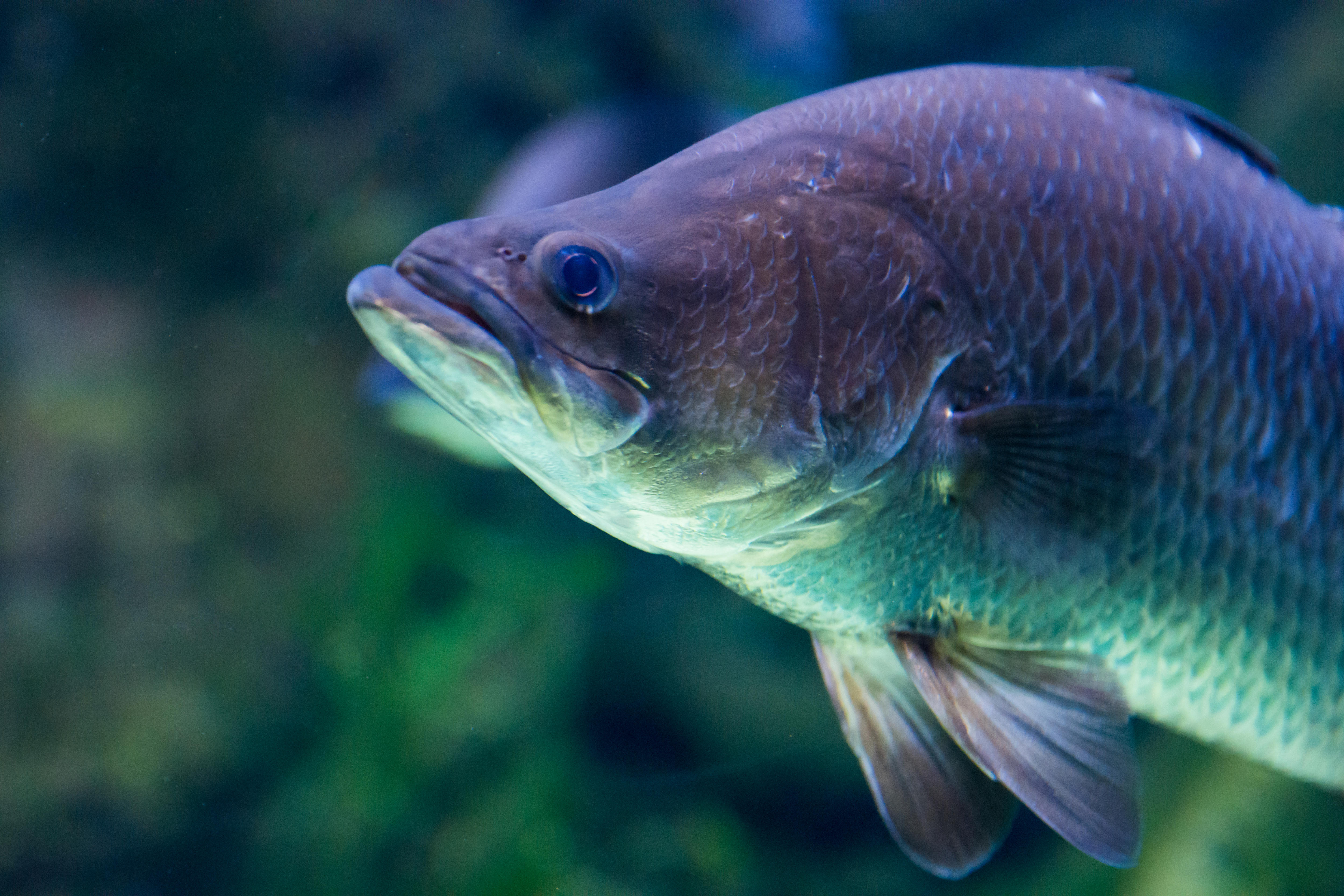 Fish food innovation helping feed Australia's $2 billion aquaculture ...