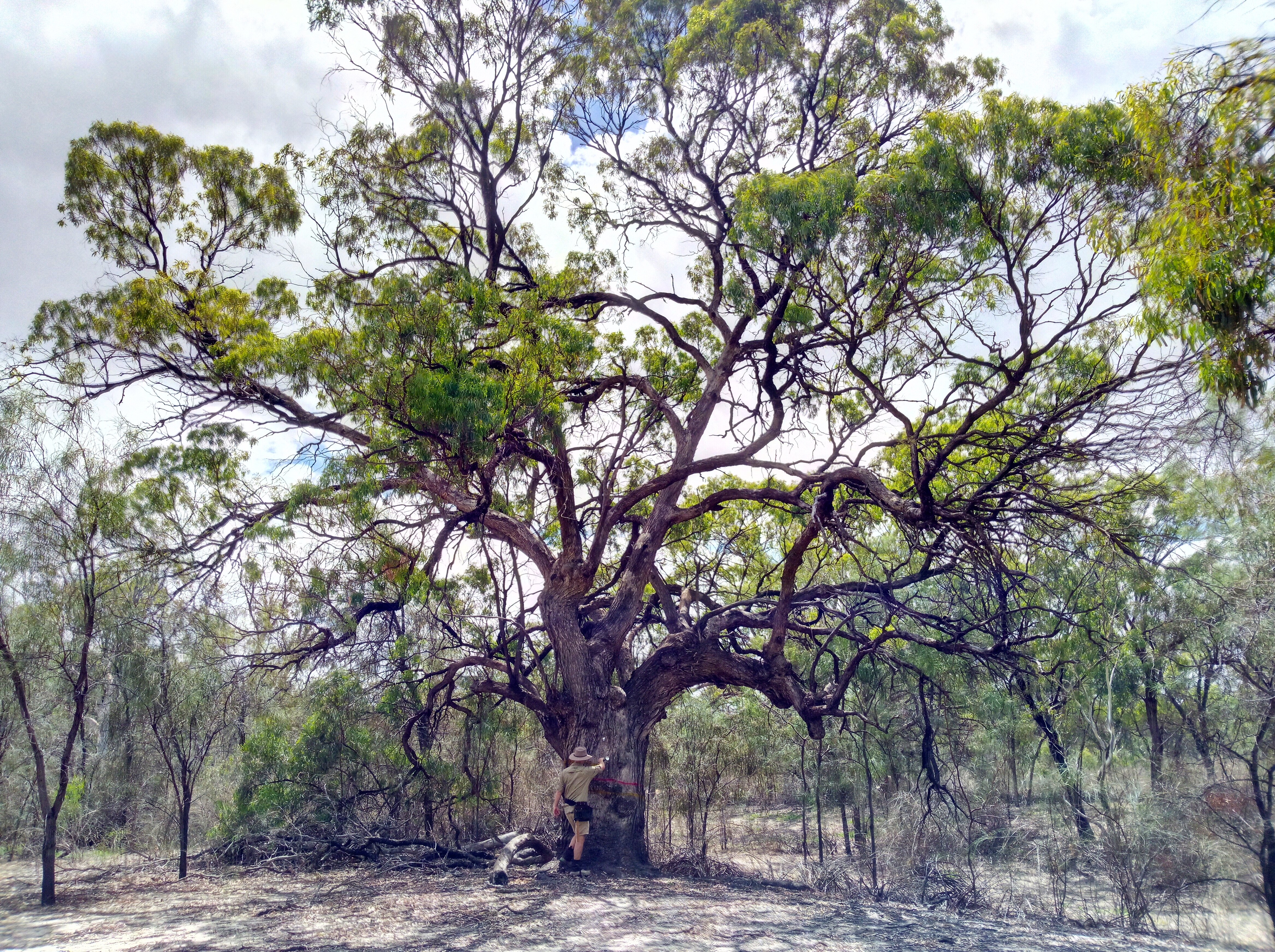 River red gums record the history and health of the Murray River system ...
