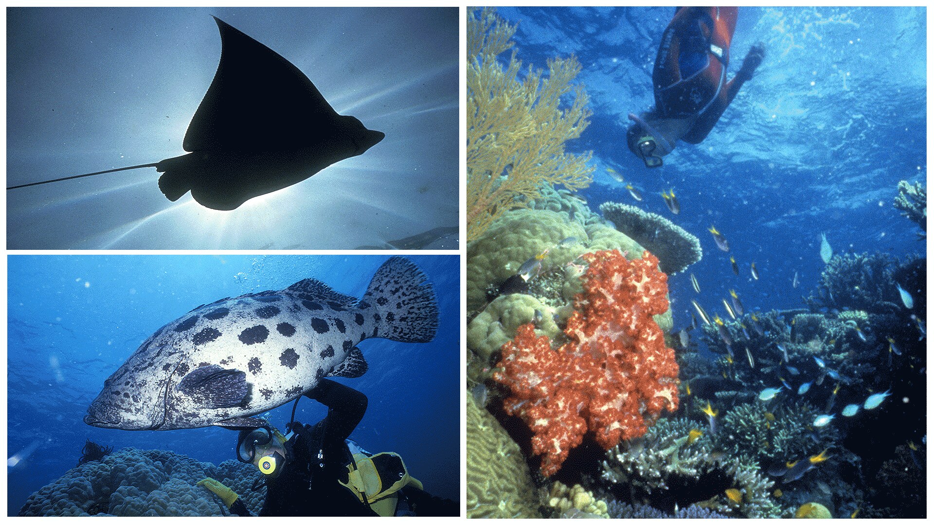 Ride on a 'monster' changed the life of underwater adventurer Ben Cropp ...