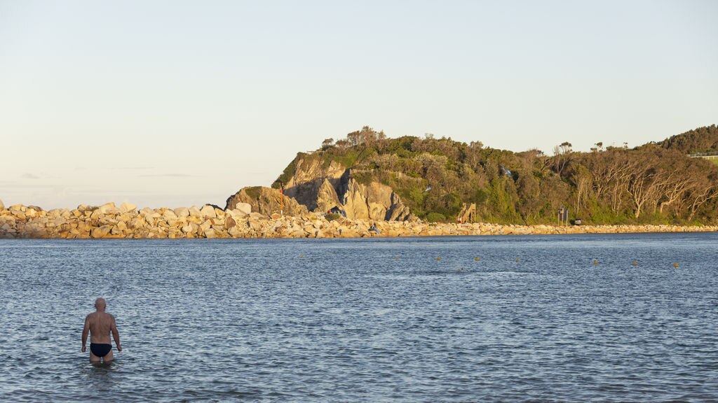 Wagonga Beach seal chase - ABC News