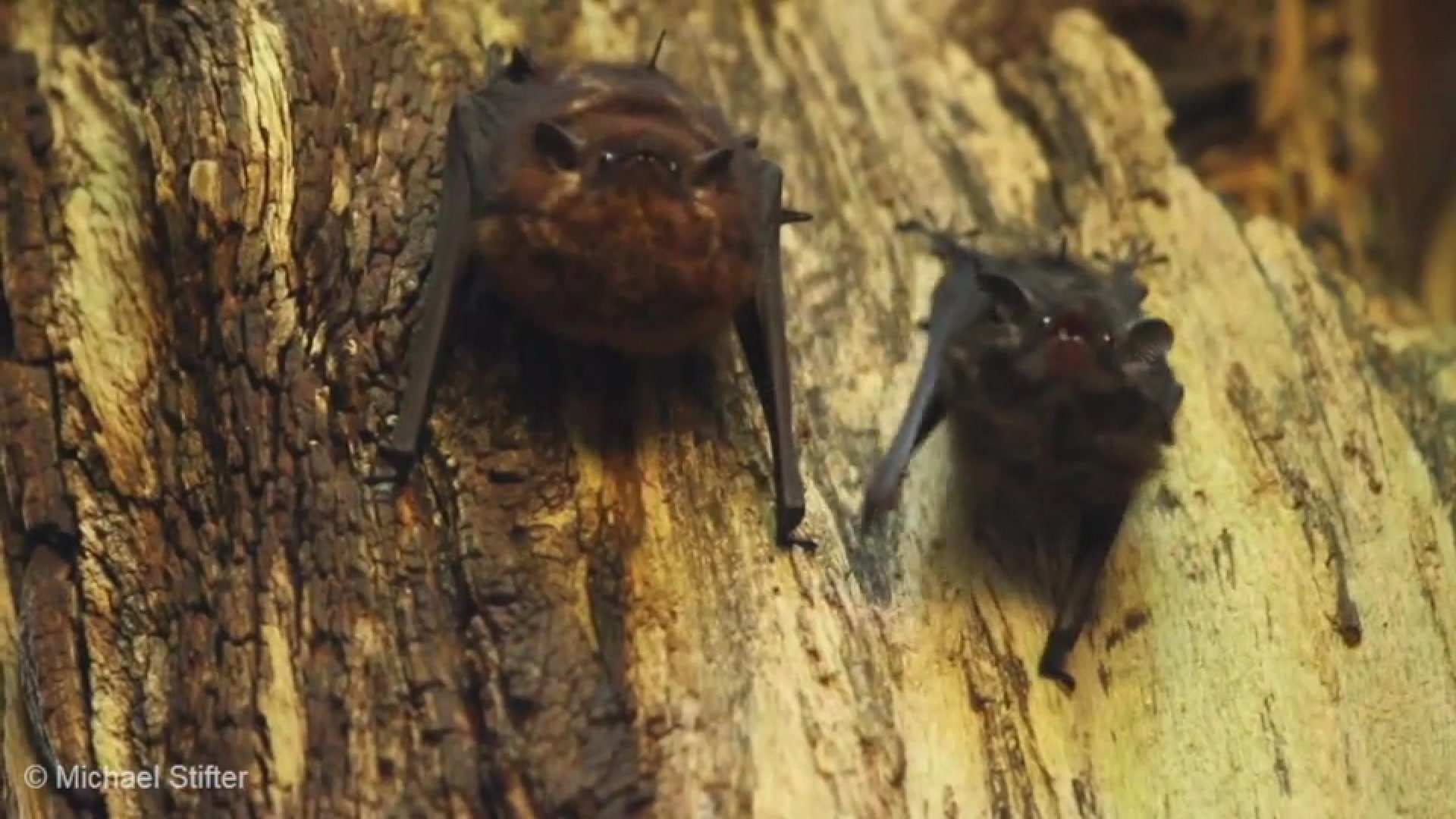 The chatty bat pup can be seen communicating with its mother - ABC News