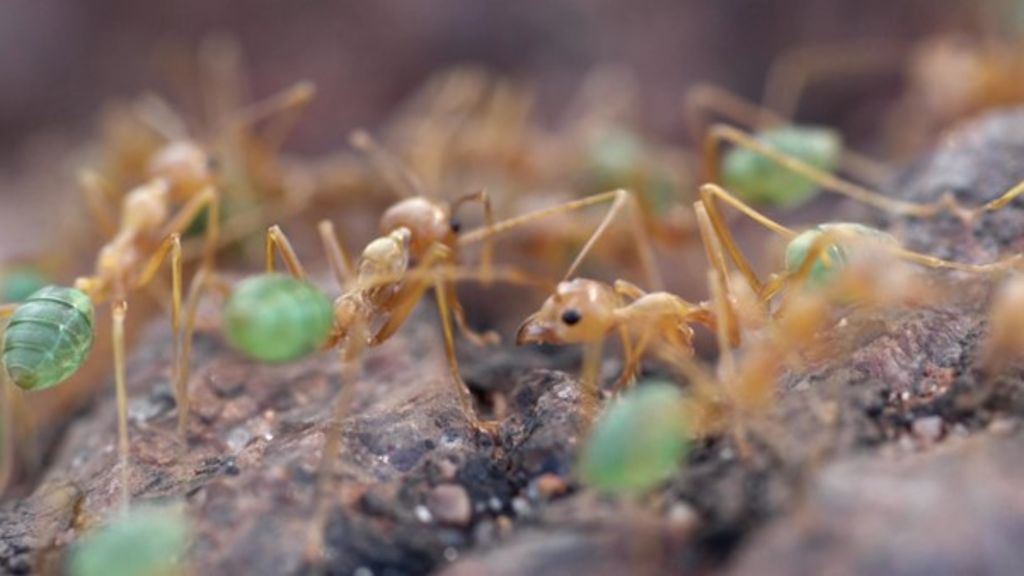 Ant Kingdom: Australia is home to the world's largest variety of ant ...