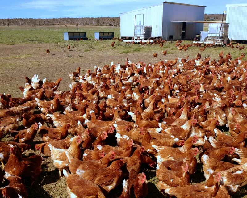 Intensive chicken farmer prefers life in the 'open' - ABC News