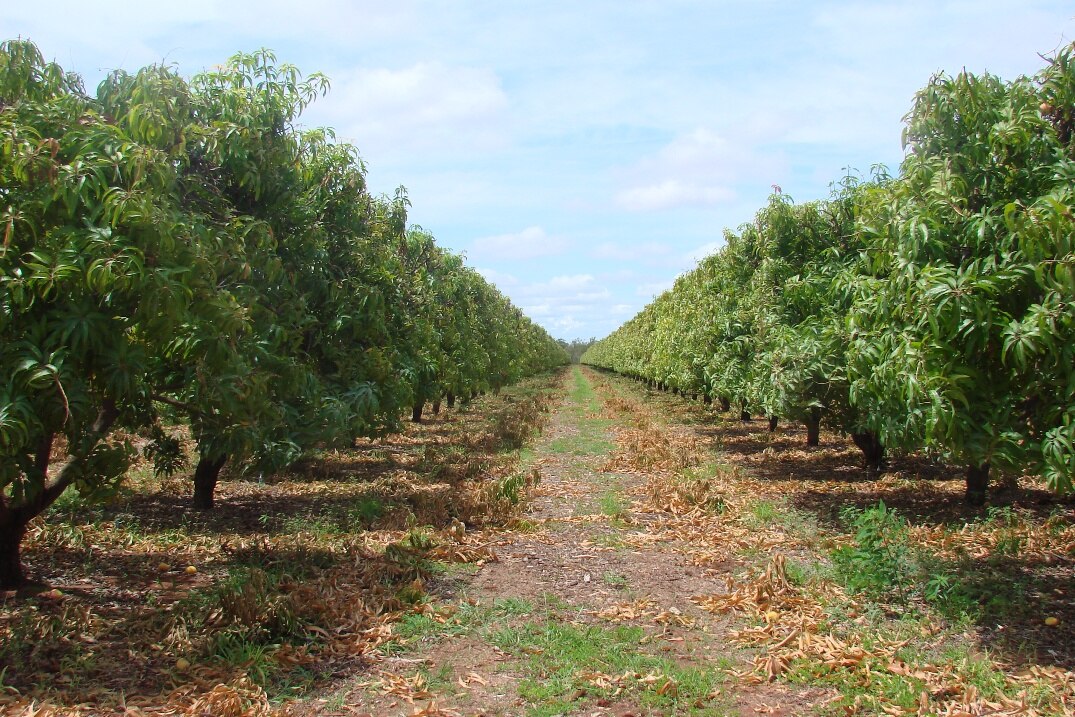 Night picking improves fruit quality for mango producer Piñata Farms on ...