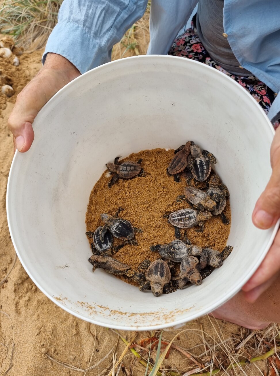 Endangered loggerhead turtles break nesting record at Mon Repos beach ...