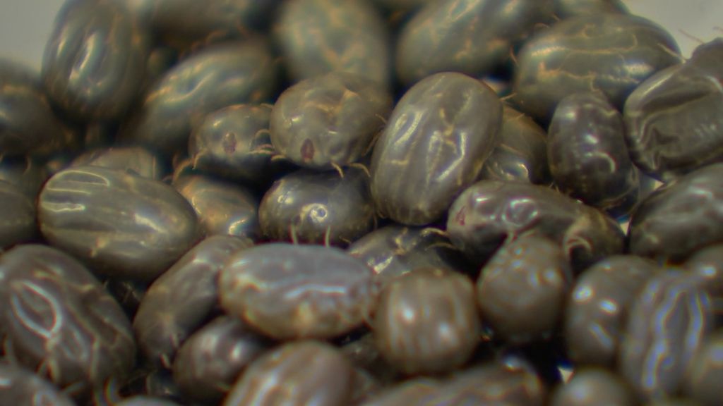 Ticked Off: Cracking the code for a cattle tick vaccine - ABC News