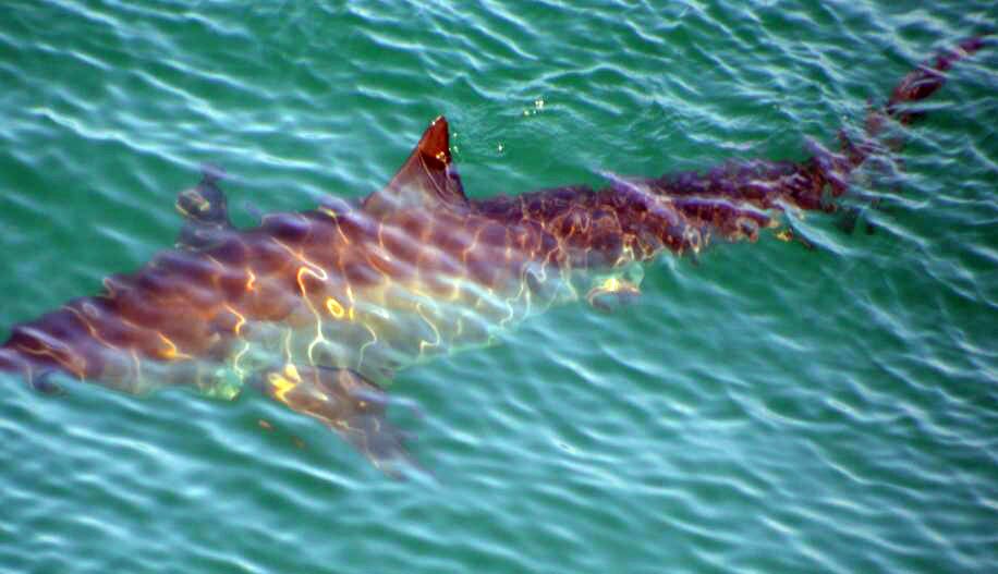 Authorities monitoring sharks spotted off Cockburn Sound, Swanbourne ...