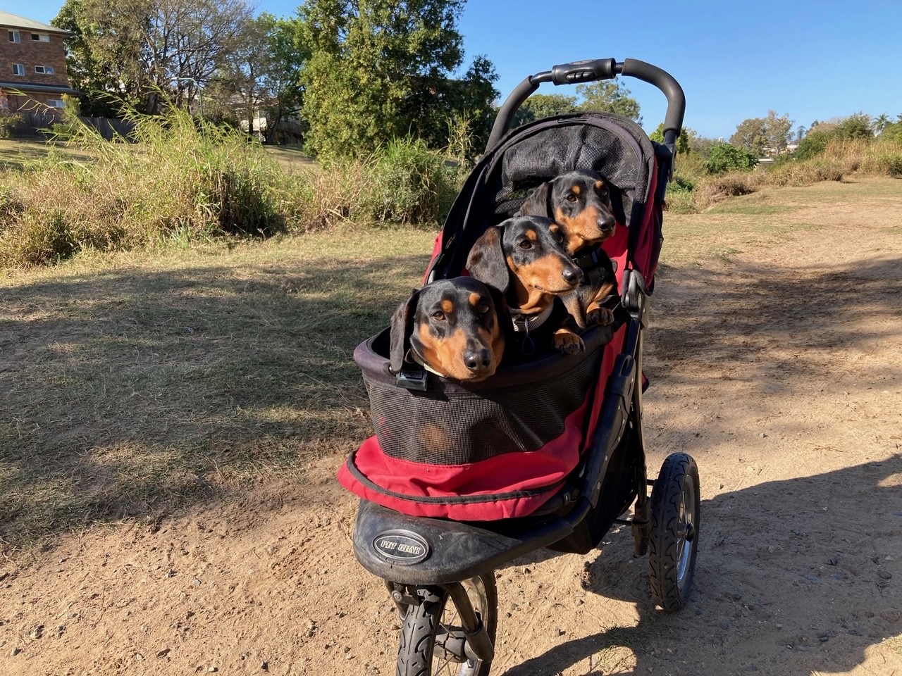 Dog prams are a thing. Here's why you might see some fur babies putting ...