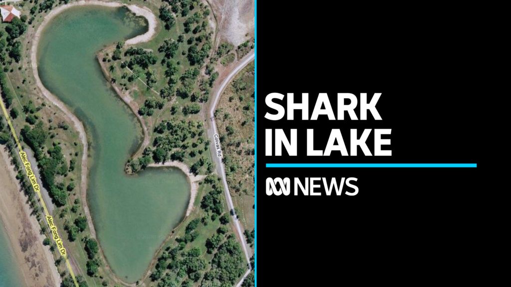 Another shark sighting at Darwin's man-made Lake Alexander - ABC News