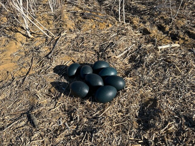 Farmhand dodges unexpected clutch of emu eggs in Western Australian ...