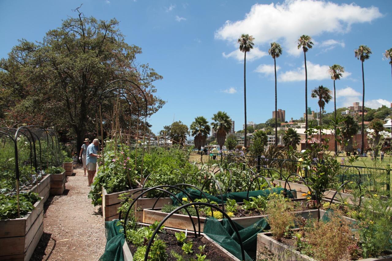The other MCG: Milson Community Garden - ABC Radio National