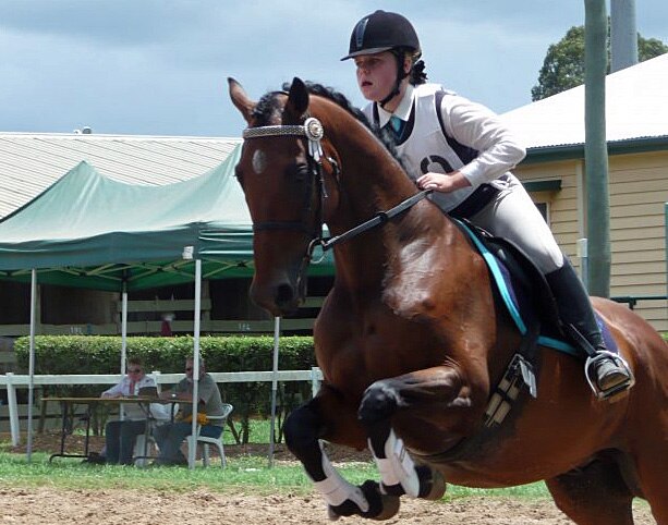 Champion dressage horse killed in Sunshine Coast electrical storm - ABC ...