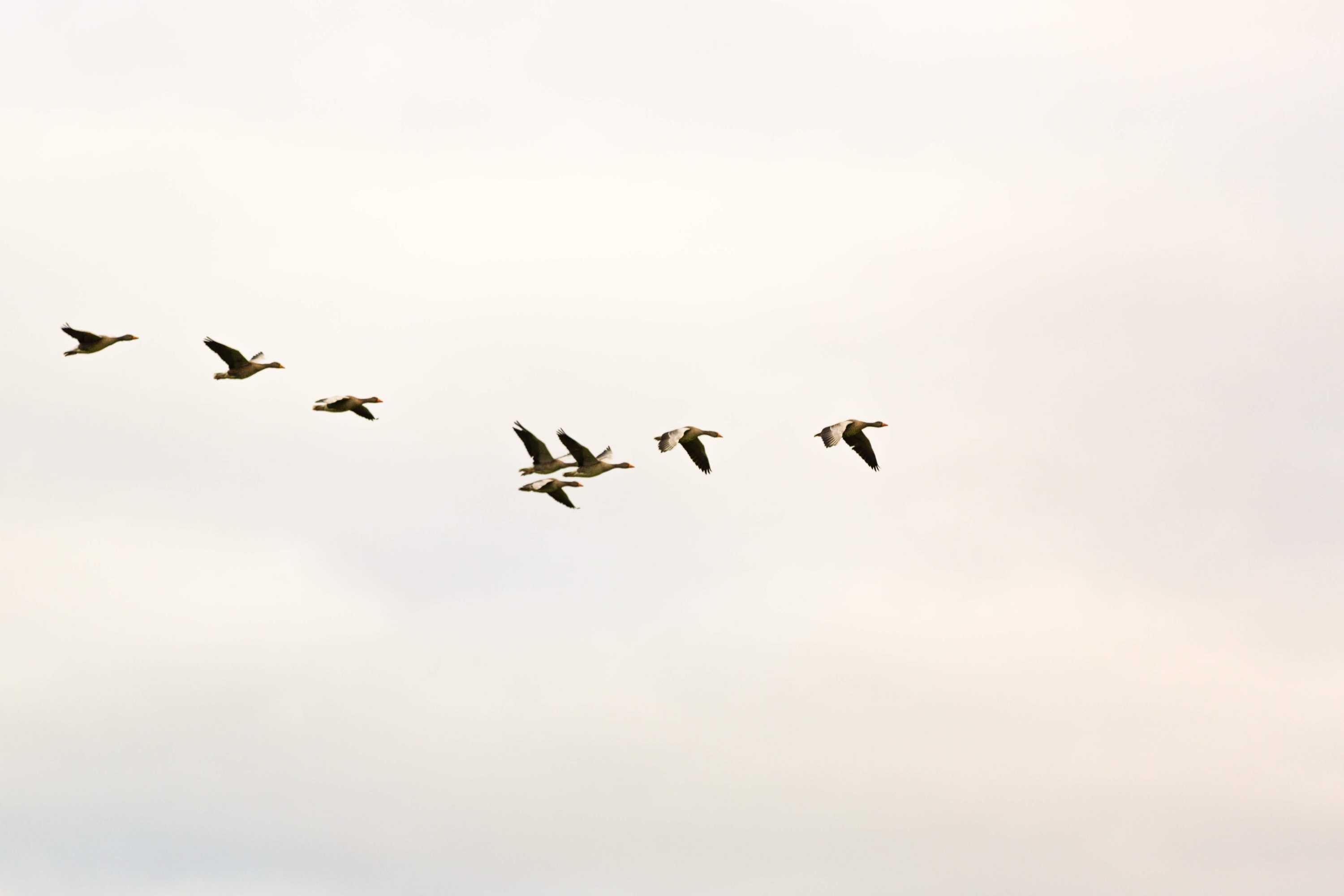 Lost and Found — Birds - ABC listen